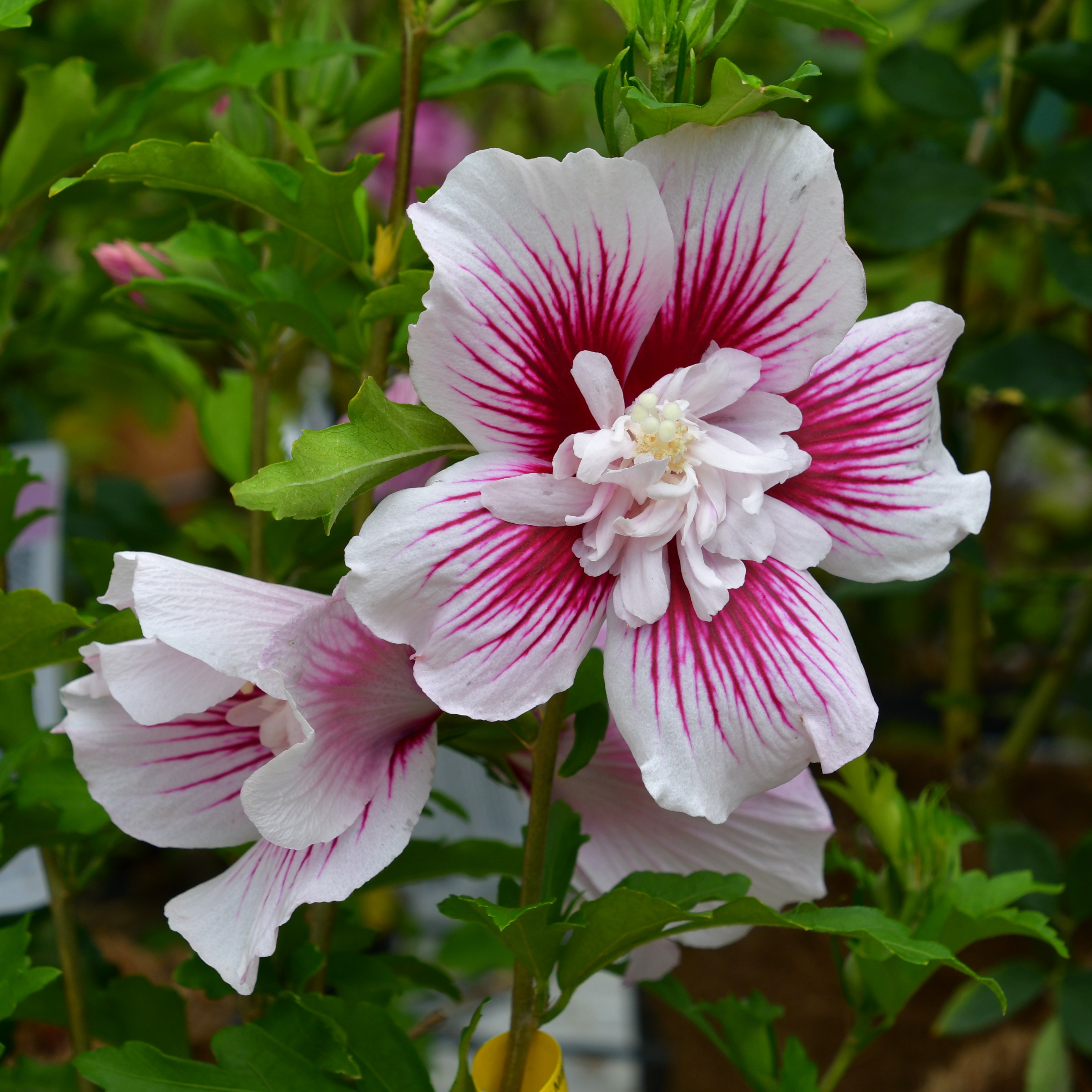Hibiscus syriacus Starburst Chiffon | Sträucher & Gehölze | Pflanzen ...